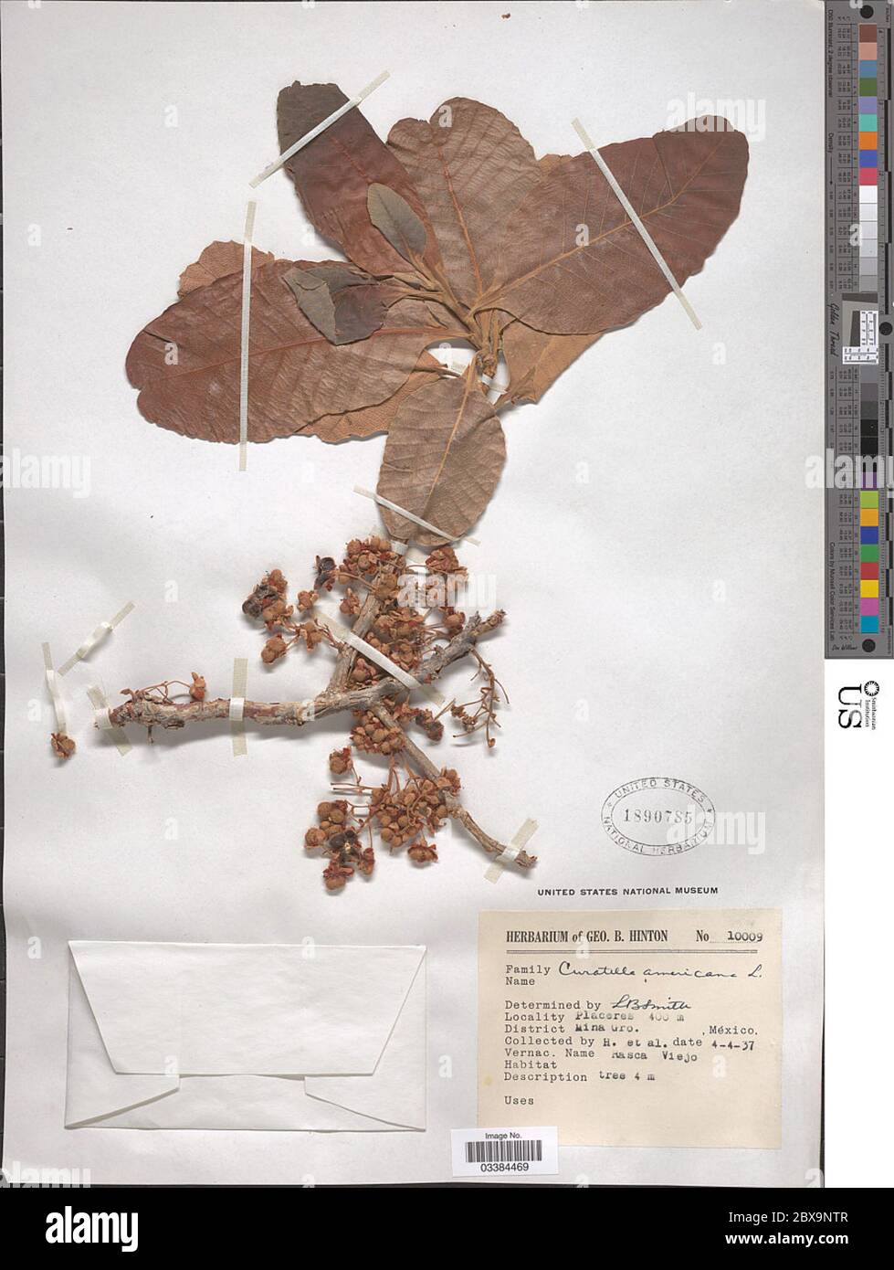 Curatella hi-res stock photography and images - Alamy