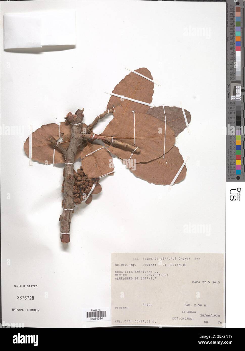 Curatella hi-res stock photography and images - Alamy