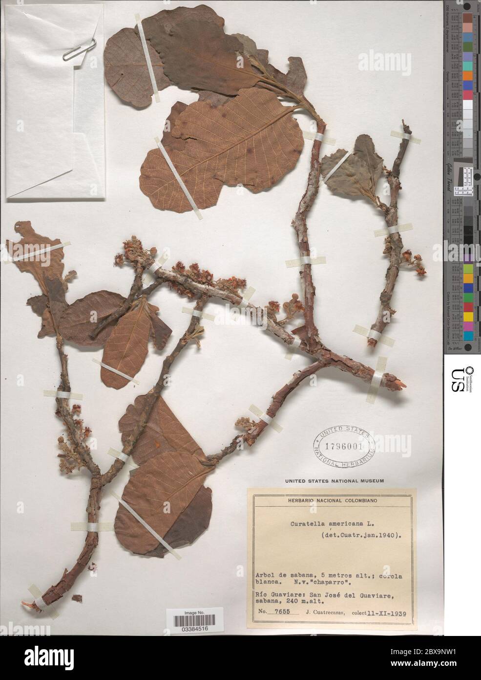 Curatella hi-res stock photography and images - Alamy