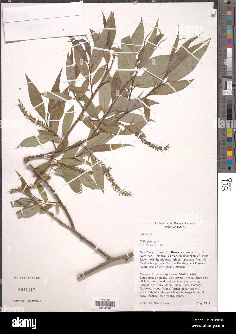 Salix fragilis L Salix fragilis L Stock Photo - Alamy