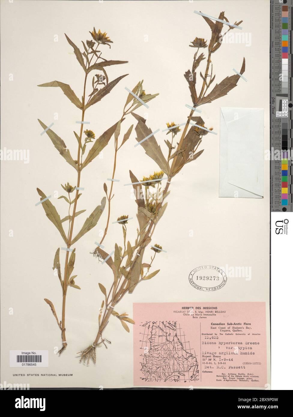 Bidens hyperborea Bidens hyperborea Stock Photo - Alamy