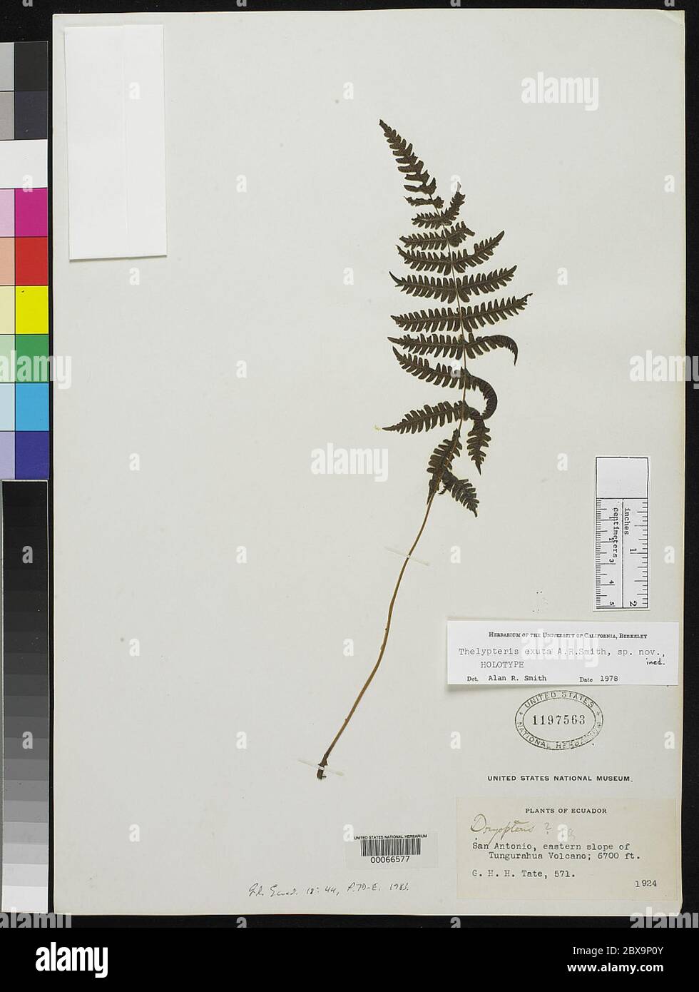 Thelypteris exuta AR Sm Thelypteris exuta AR Sm Stock Photo - Alamy