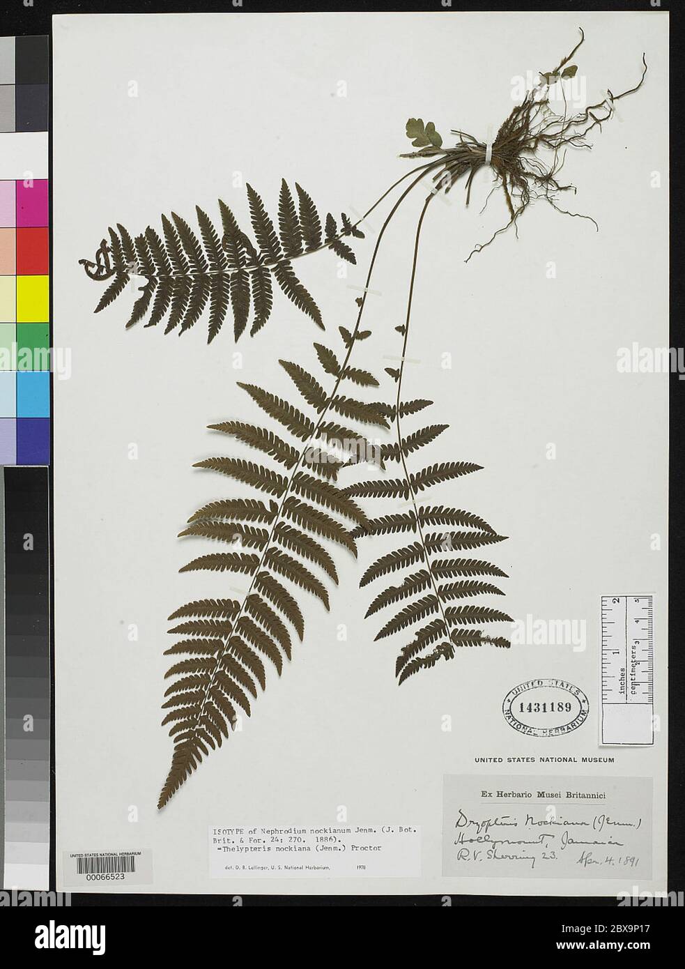 Nephrodium nockianum Jenman Nephrodium nockianum Jenman Stock Photo - Alamy