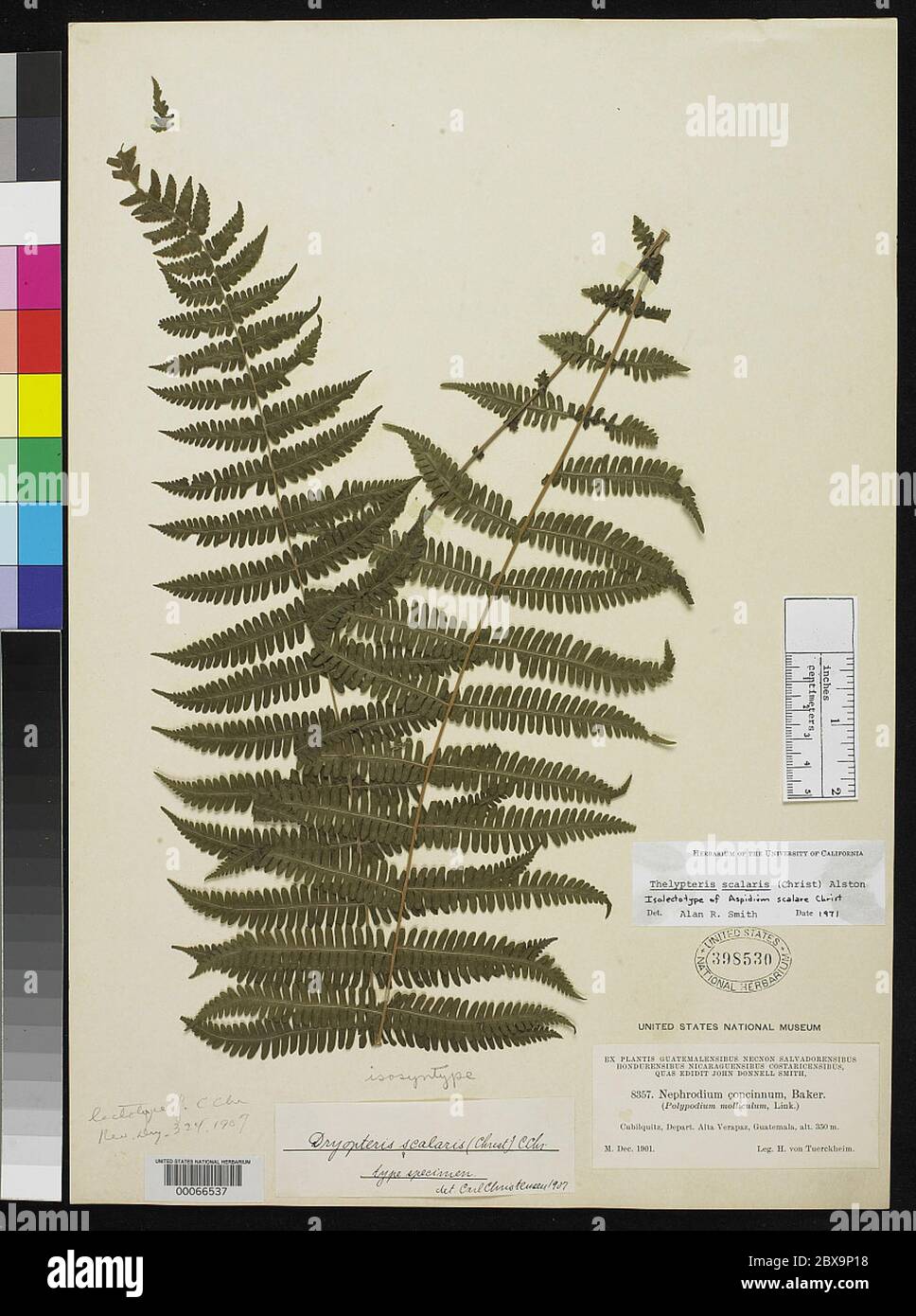 Aspidium scalare Christ Aspidium scalare Christ Stock Photo - Alamy