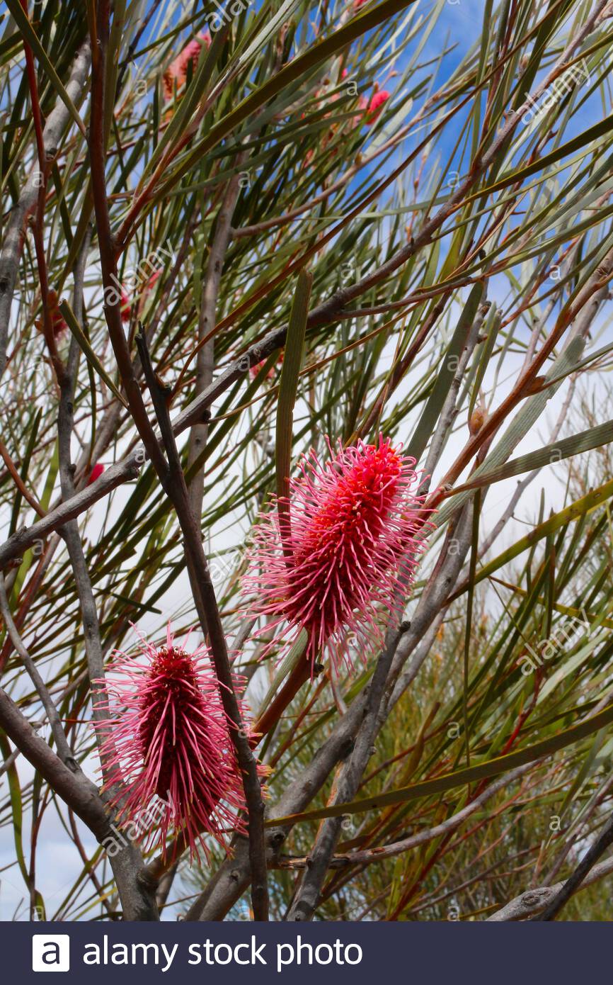 Australian Native Flora Hakea High Resolution Stock Photography and ...