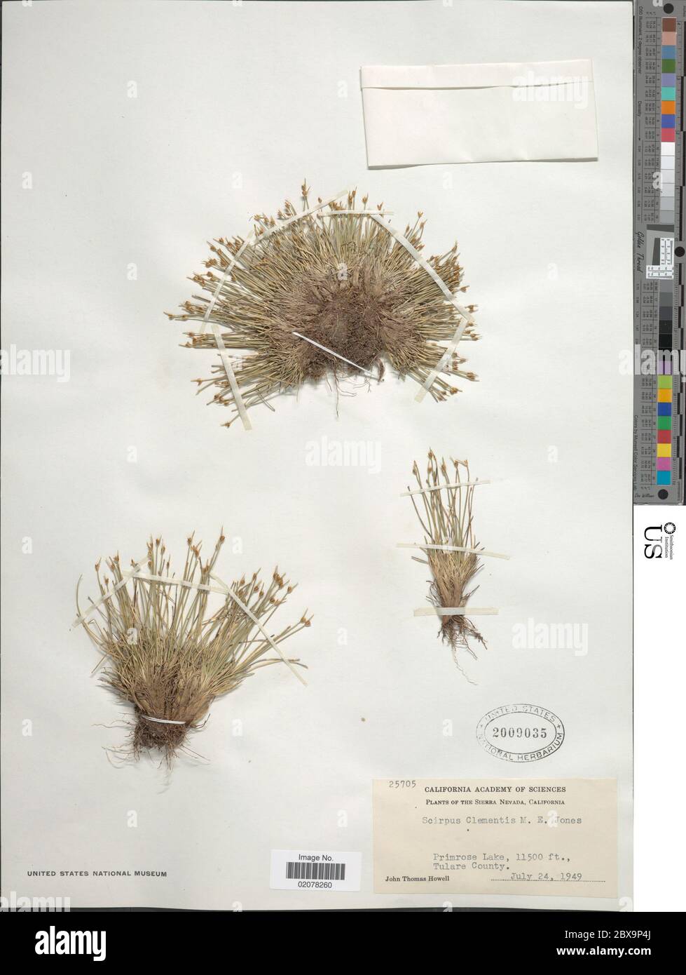Tufted grass structure hi-res stock photography and images - Alamy