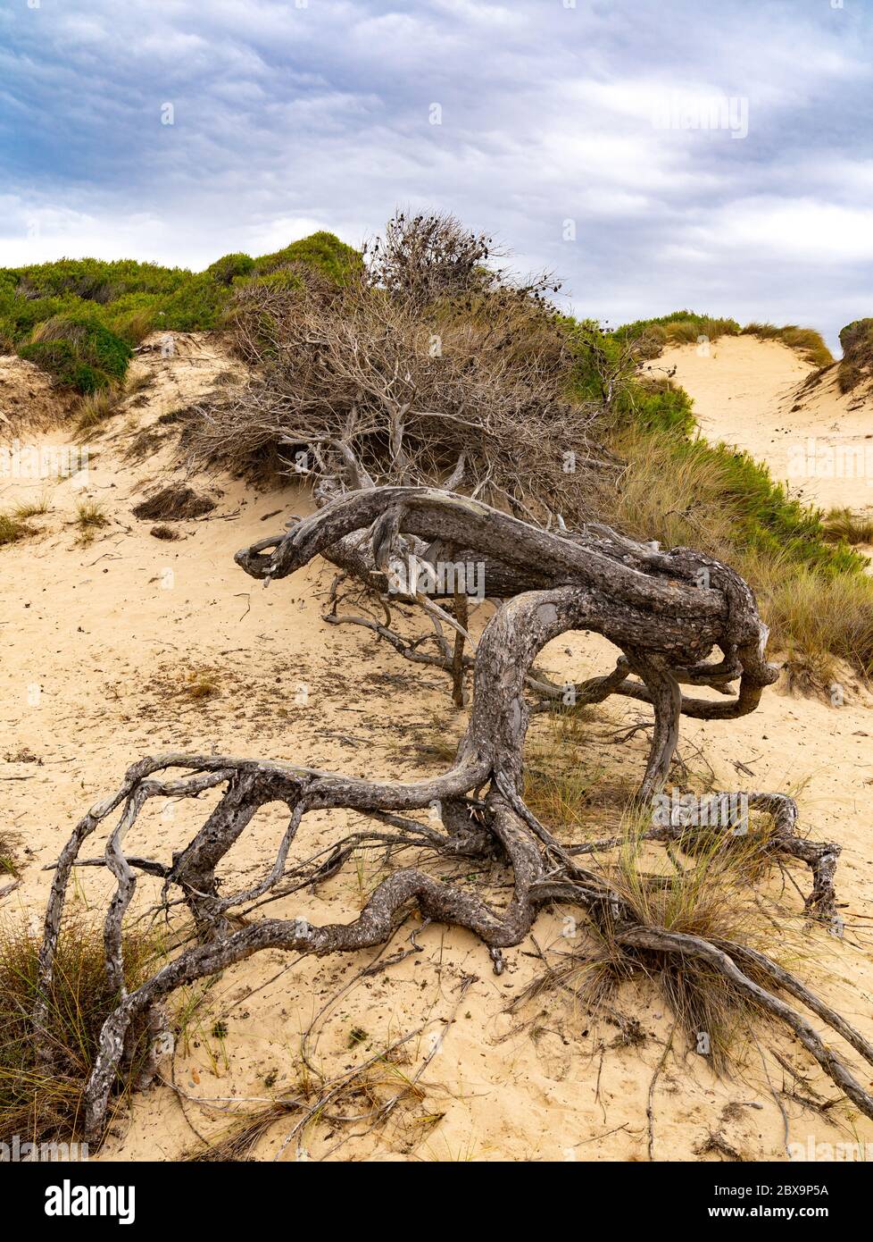 Old fallen tree hi-res stock photography and images - Alamy