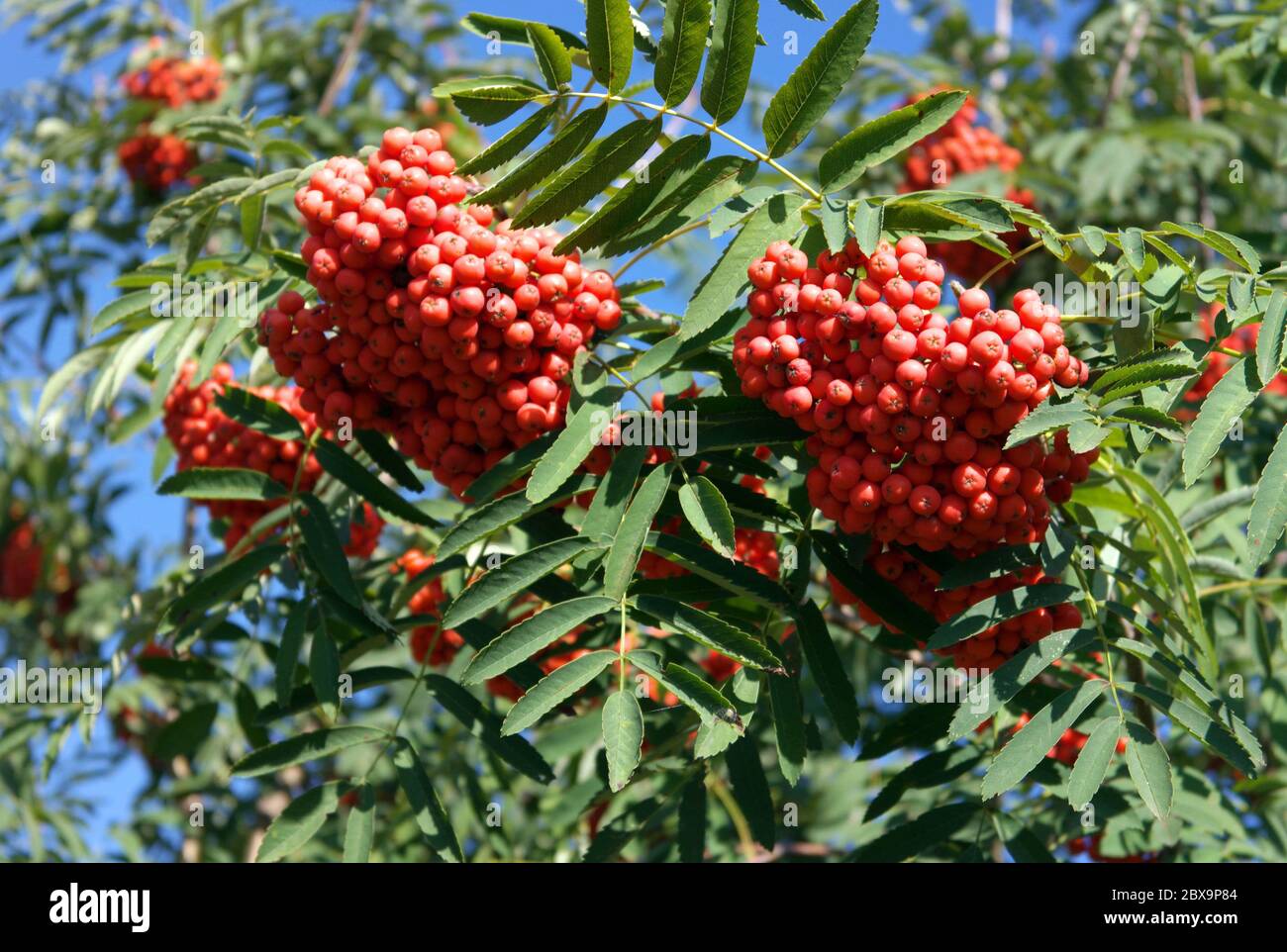 ashberry at dry sunny day Stock Photo - Alamy