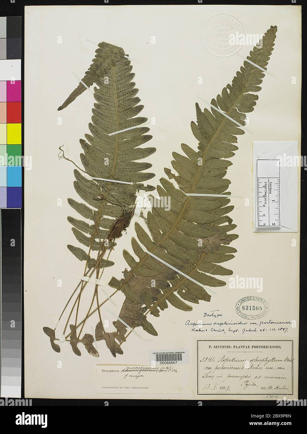 Aspidium asplenioides var portoricense Kuhn Christ Aspidium ...