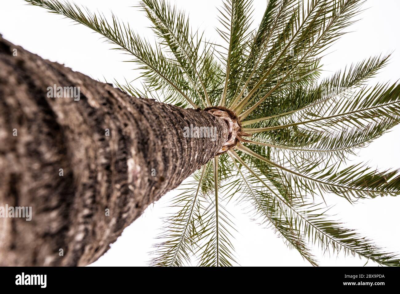 Palm tree from below with trunk Stock Photo - Alamy