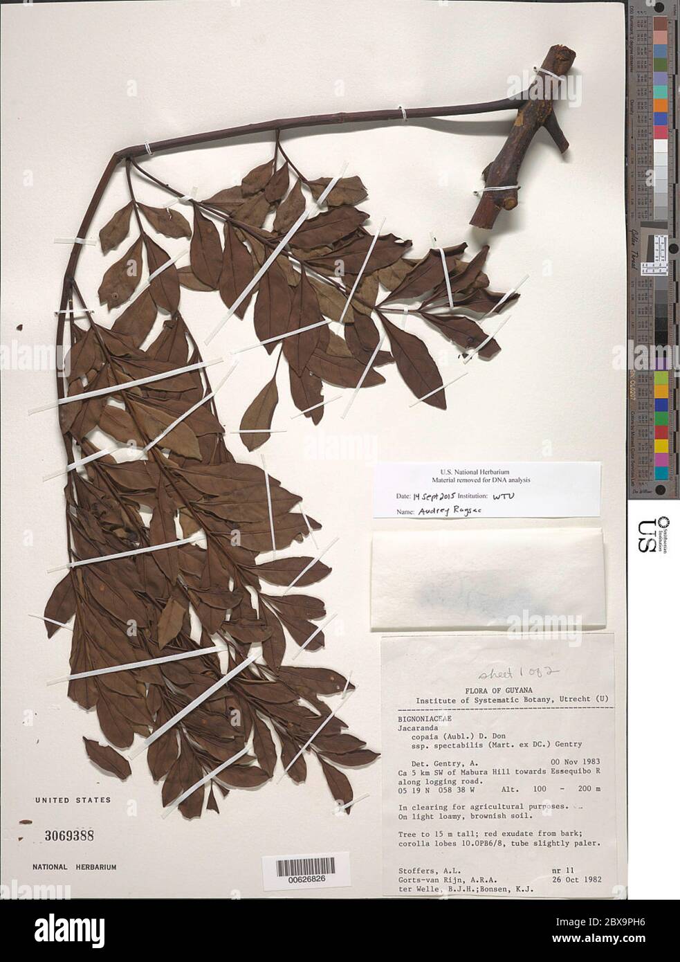 Jacaranda copaia subsp spectabilis Mart ex DC AH Gentry Jacaranda ...