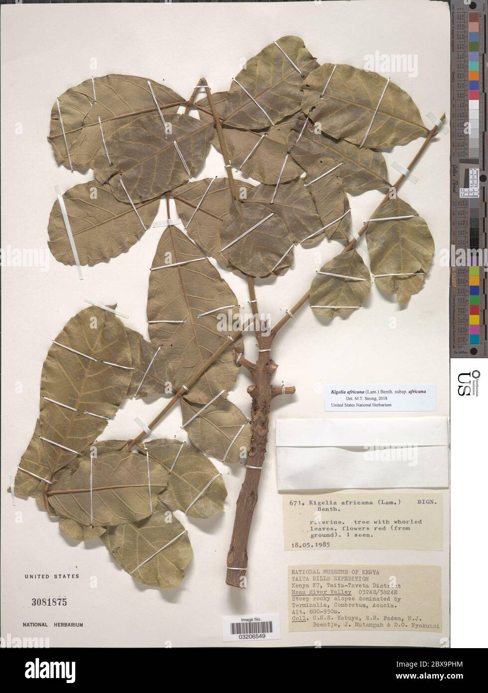 Kigelia africana subsp africana Kigelia africana subsp africana Stock ...