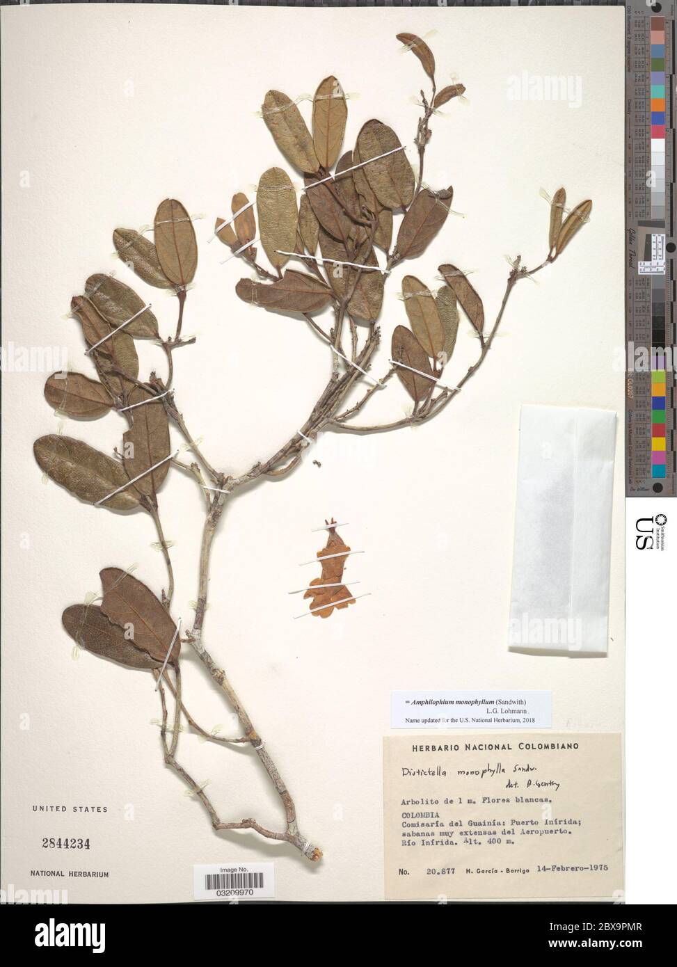 Amphilophium monophyllum Sandwith LG Lohmann Amphilophium monophyllum ...