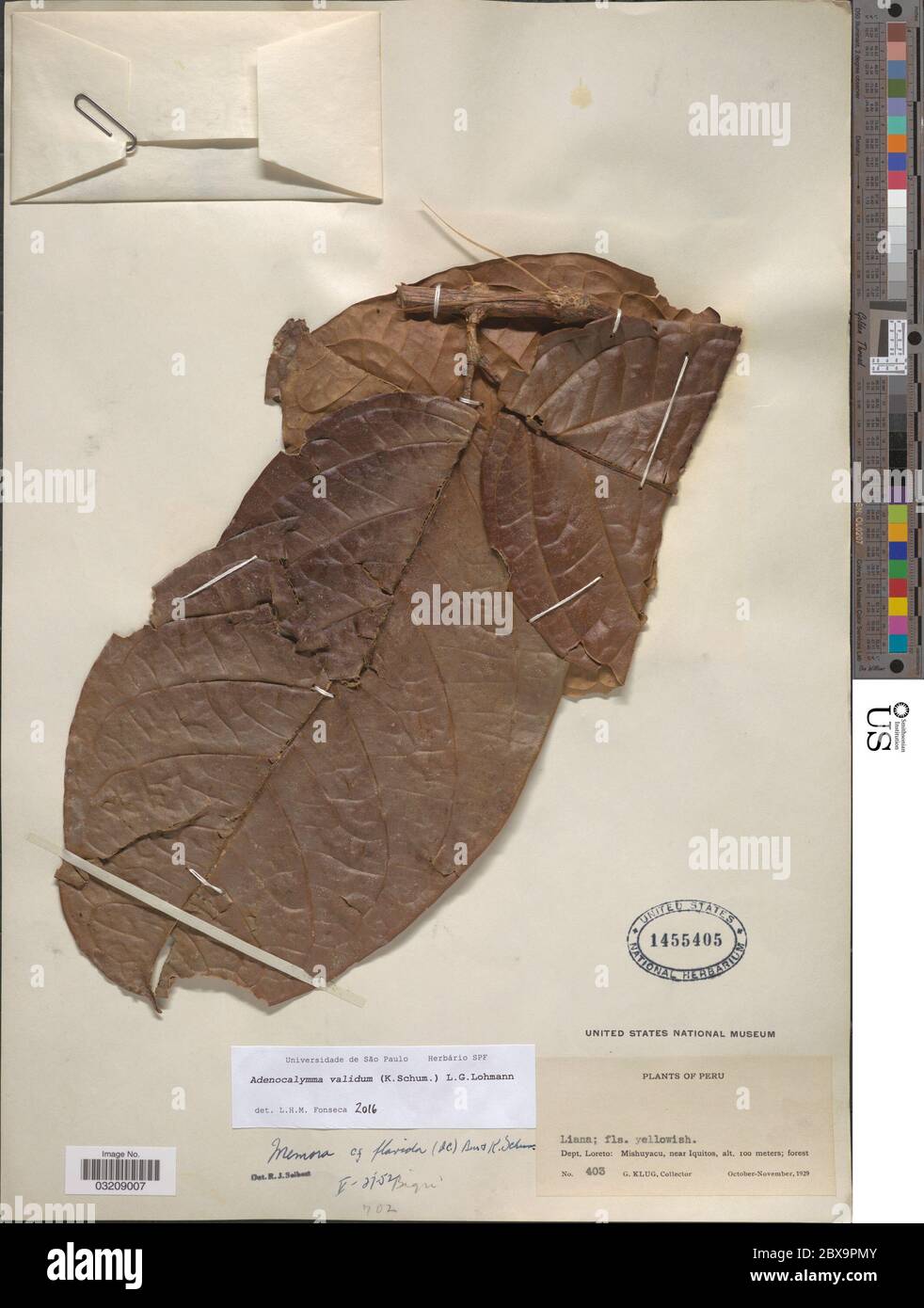 Validum hi-res stock photography and images - Alamy