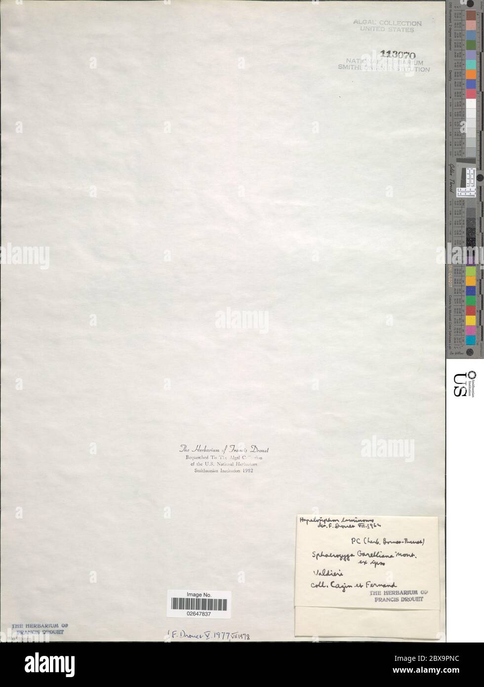 Stigonema muscicola Stigonema muscicola Stock Photo - Alamy