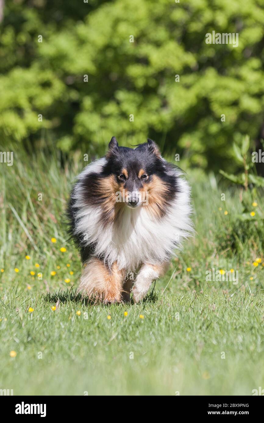 Sheltie (shetland sheepdog) running forward to a camera Stock Photo - Alamy