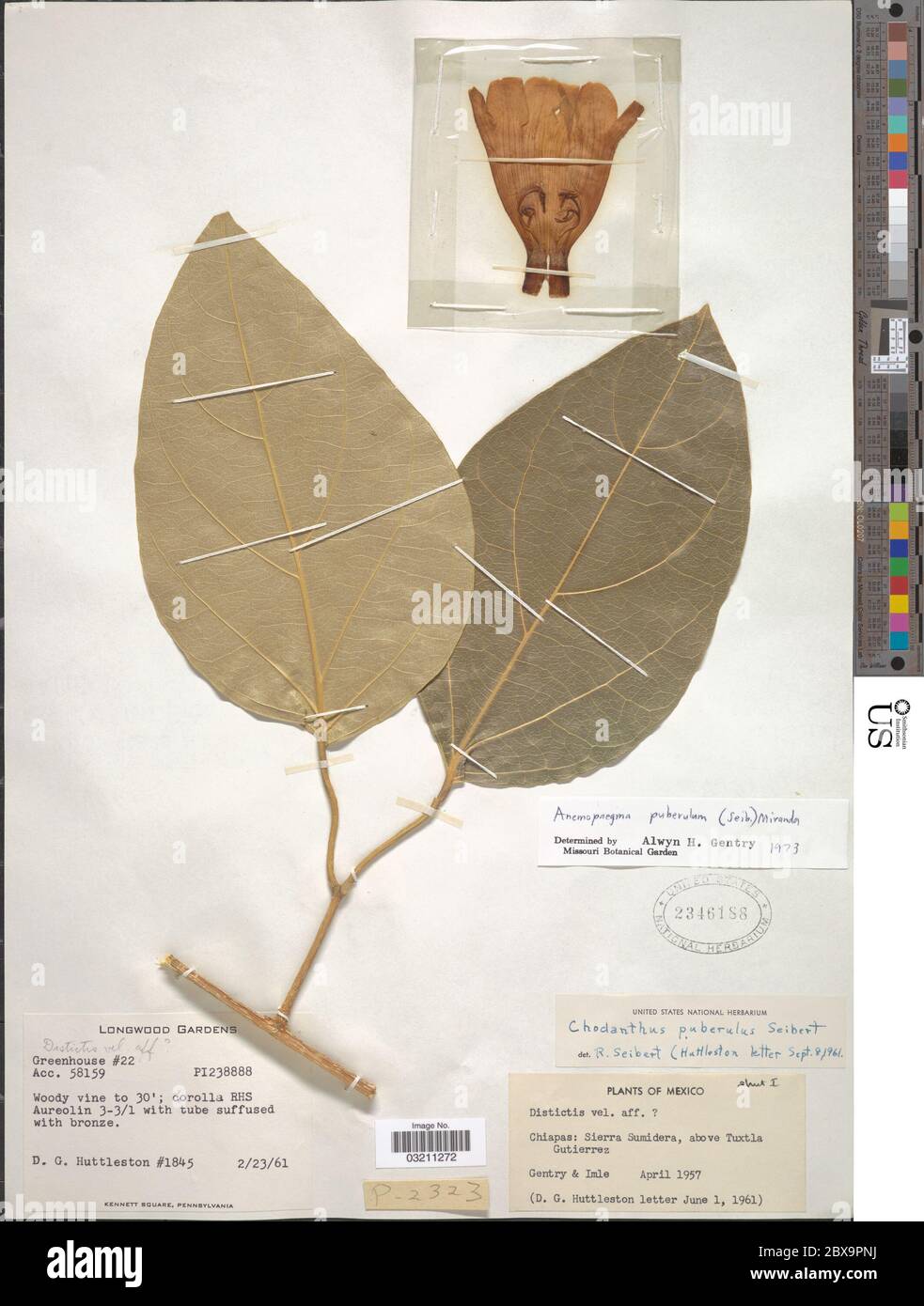 Anemopaegma puberulum Seibert Miranda Anemopaegma puberulum Seibert ...
