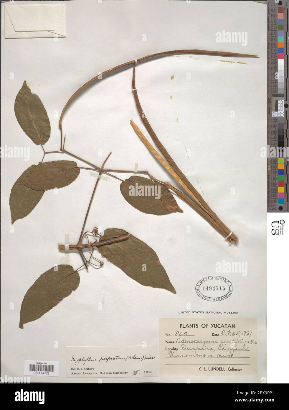 Stizophyllum perforatum Cham Miers Stizophyllum perforatum Cham Miers ...