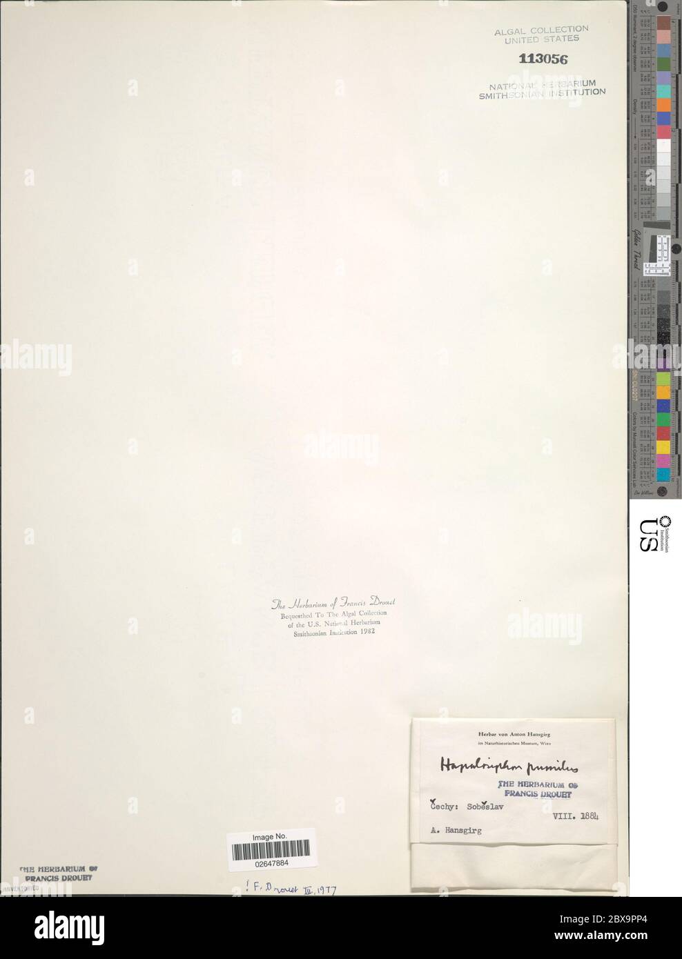 Stigonema muscicola Stigonema muscicola Stock Photo - Alamy