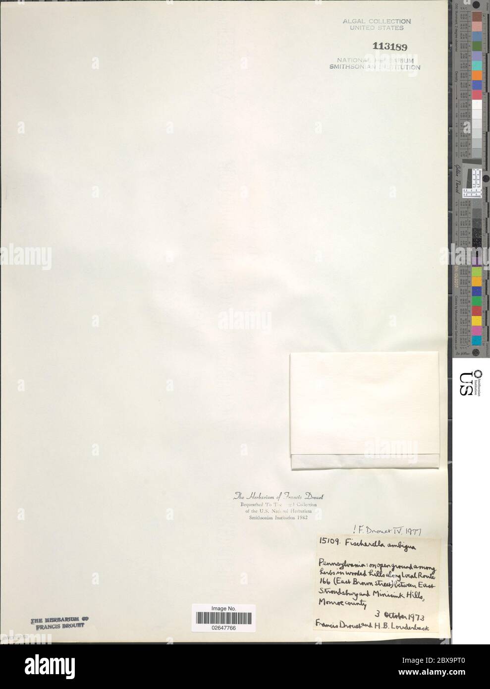 Stigonema muscicola Stigonema muscicola Stock Photo - Alamy