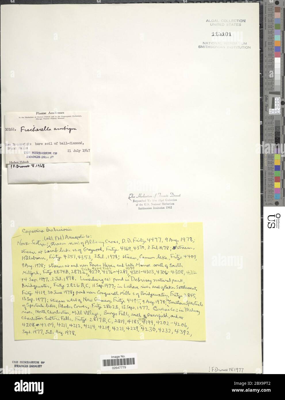 Stigonema muscicola Stigonema muscicola Stock Photo - Alamy