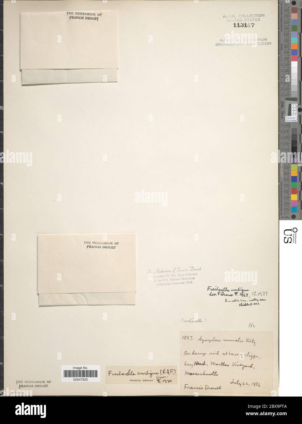 Stigonema muscicola Stigonema muscicola Stock Photo - Alamy