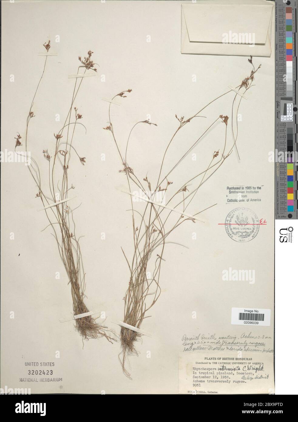 Rhynchospora intermixta C Wright Rhynchospora intermixta C Wright Stock ...