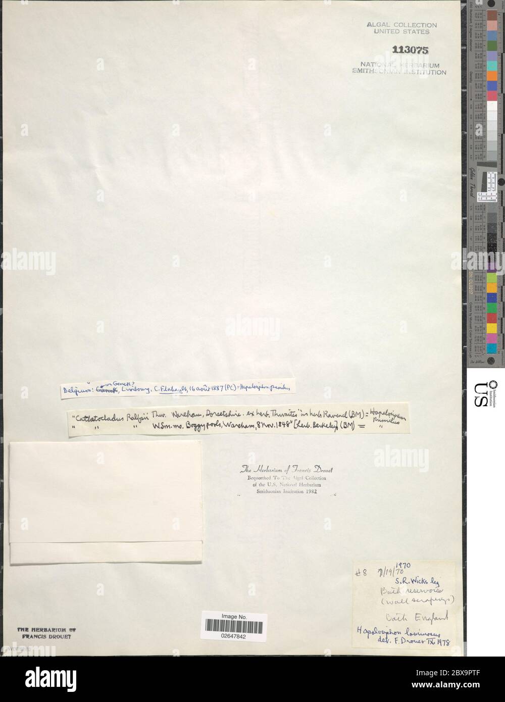 Stigonema muscicola Stigonema muscicola Stock Photo - Alamy