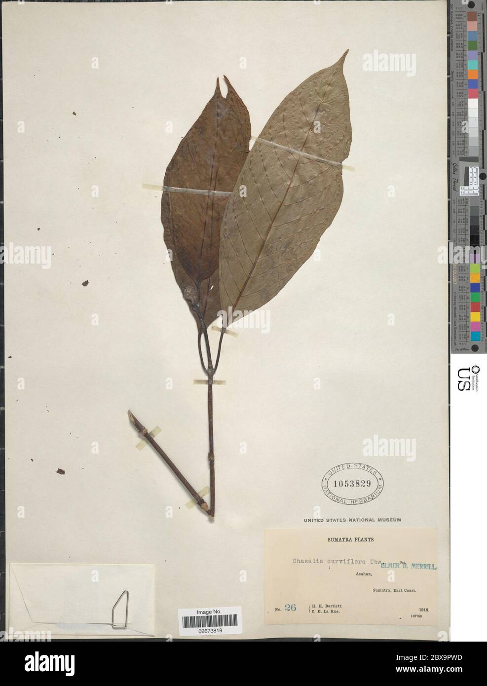 Chassalia curviflora Chassalia curviflora Stock Photo - Alamy