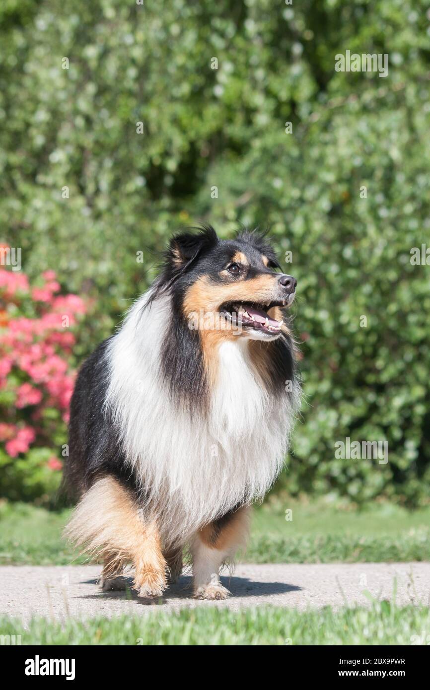 Dog shetland sheepdog sheltie adult hi-res stock photography and images ...