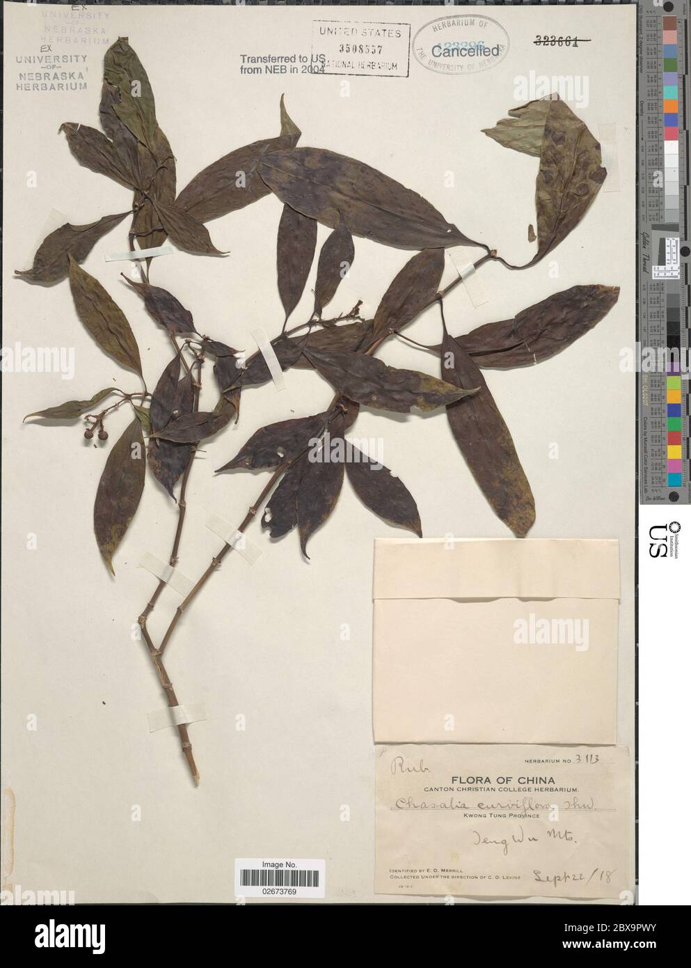 Chassalia curviflora Chassalia curviflora Stock Photo - Alamy