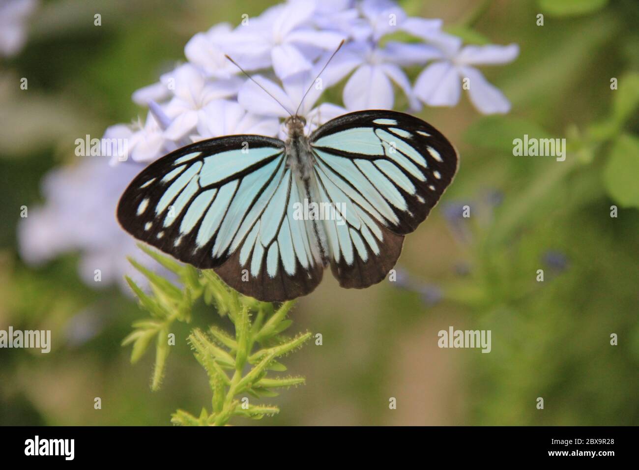Female butterfly forms hi-res stock photography and images - Alamy