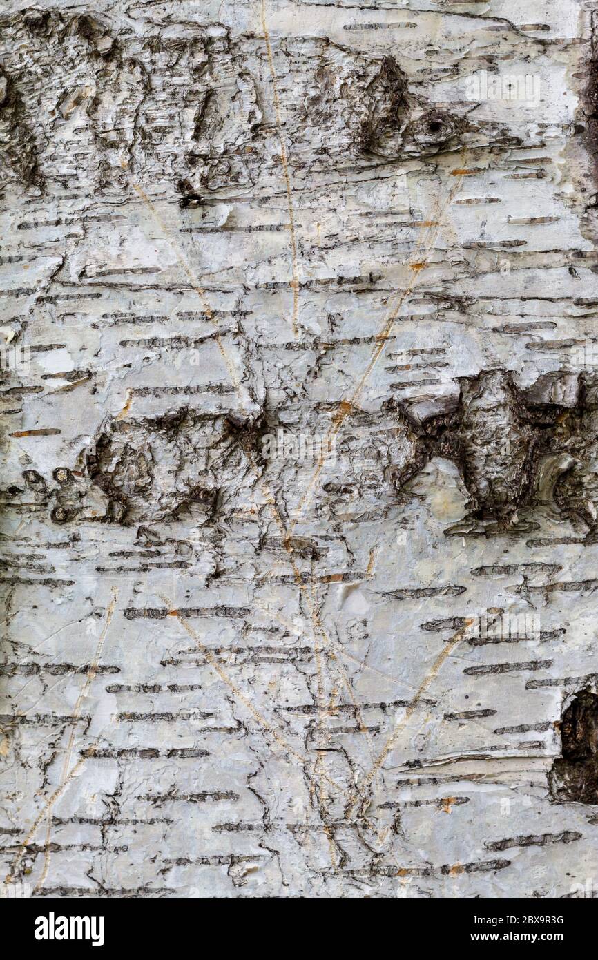 Birch Tree Bark Texture Close Up. Texture Useful For Background Image ...