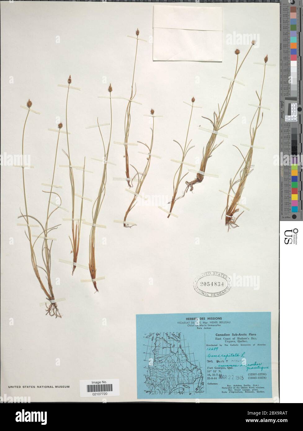 Carex capitata L Carex capitata L Stock Photo - Alamy
