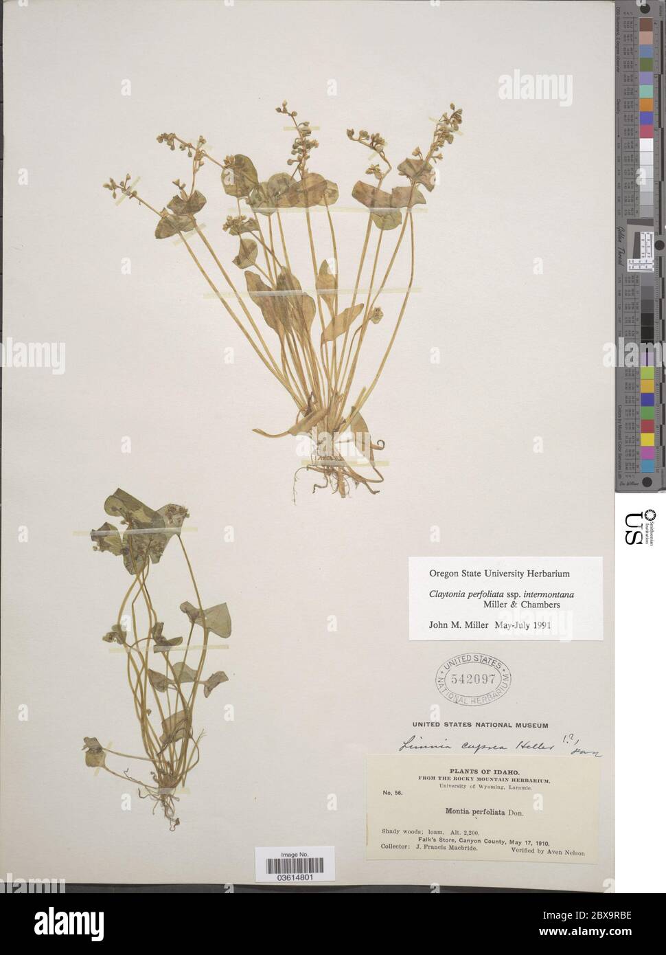 Claytonia perfoliata subsp intermontana Mill Chambers Claytonia ...