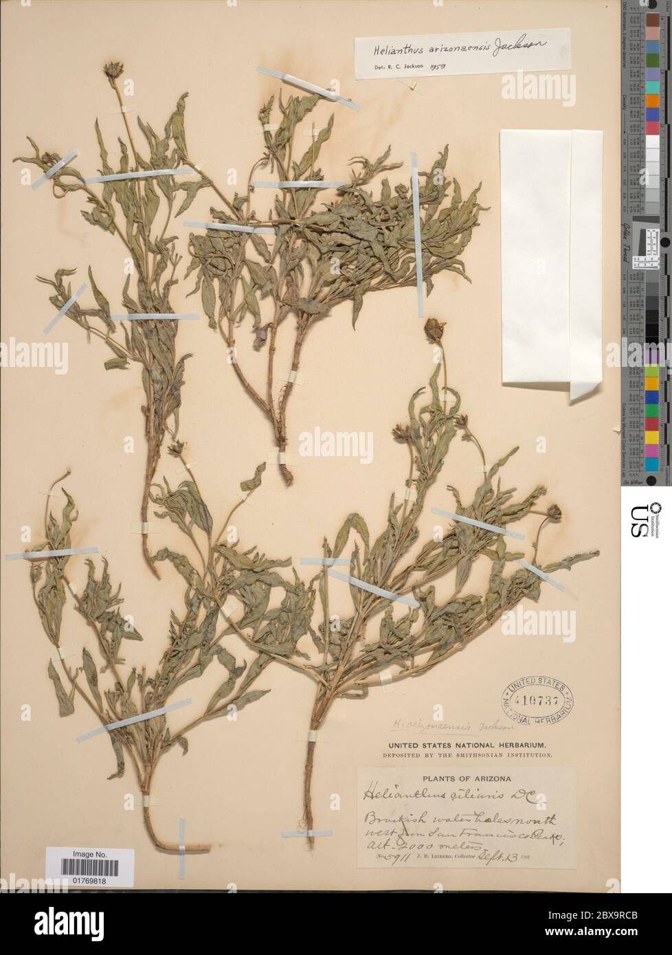 Helianthus arizonensis hi-res stock photography and images - Alamy