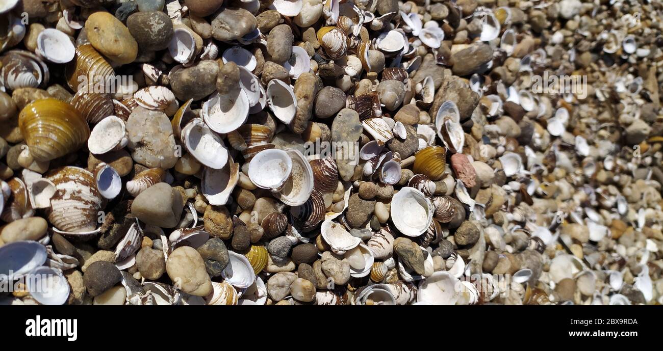 Shell background. Colorful shells on sand beach. Multi-colored shells ...