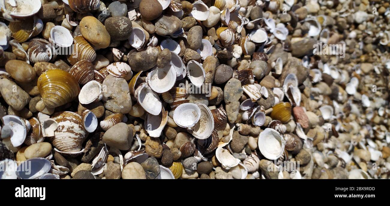 Shell background. Colorful shells on sand beach. Multi-colored shells ...