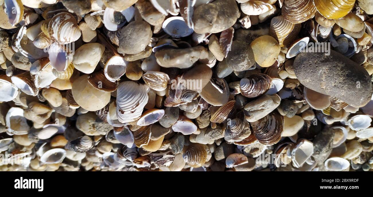 Shell background. Colorful shells on sand beach. Multi-colored shells ...