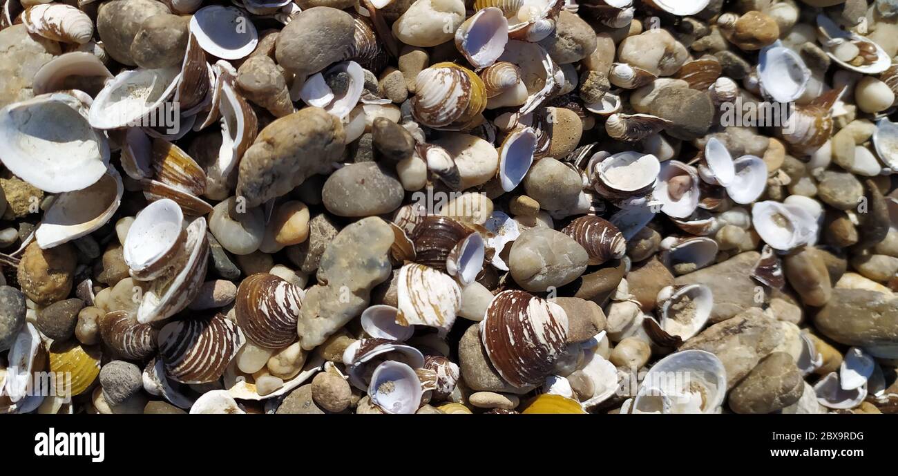 Shell background. Colorful shells on sand beach. Multi-colored shells ...