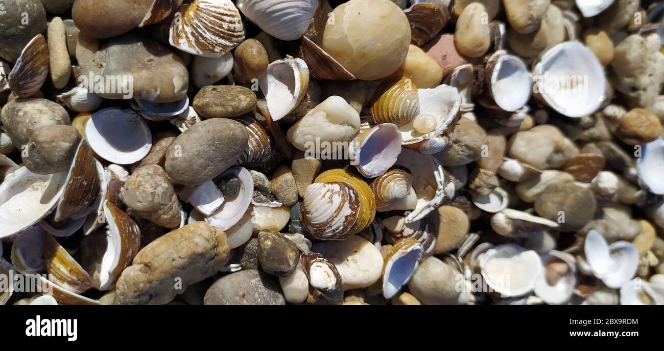 Shell background. Colorful shells on sand beach. Multi-colored shells ...