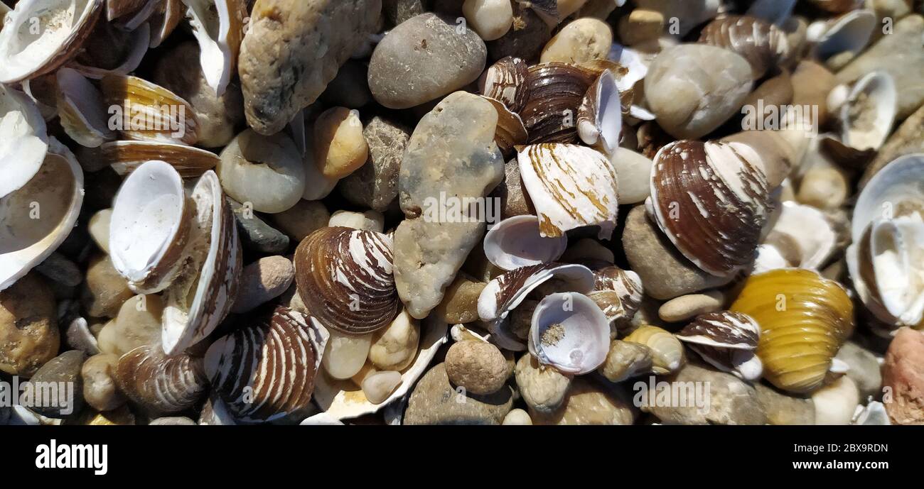 Shell background. Colorful shells on sand beach. Multi-colored shells ...