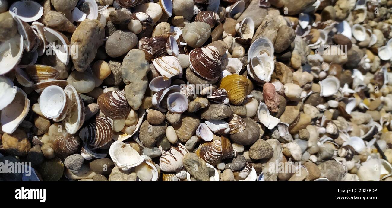 Shell background. Colorful shells on sand beach. Multi-colored shells ...