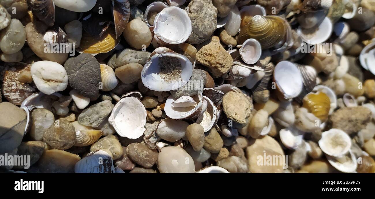 Shell background. Colorful shells on sand beach. Multi-colored shells ...