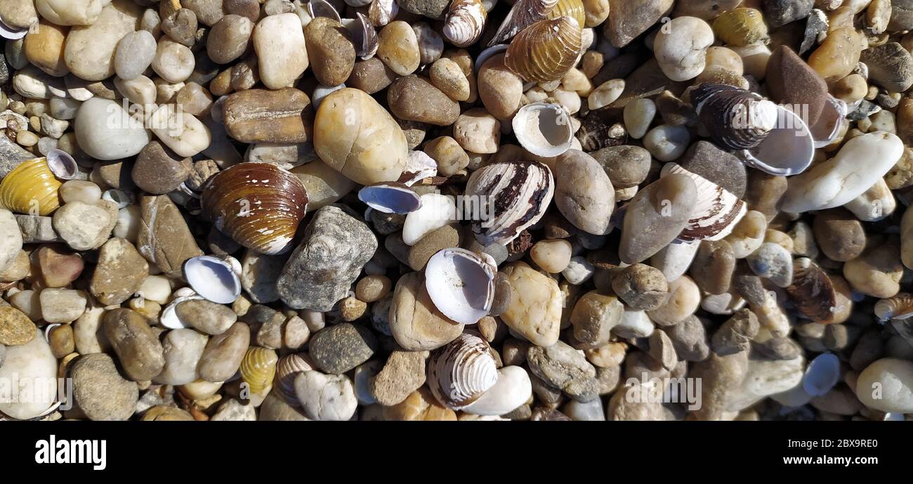 Shell background. Colorful shells on sand beach. Multi-colored shells ...