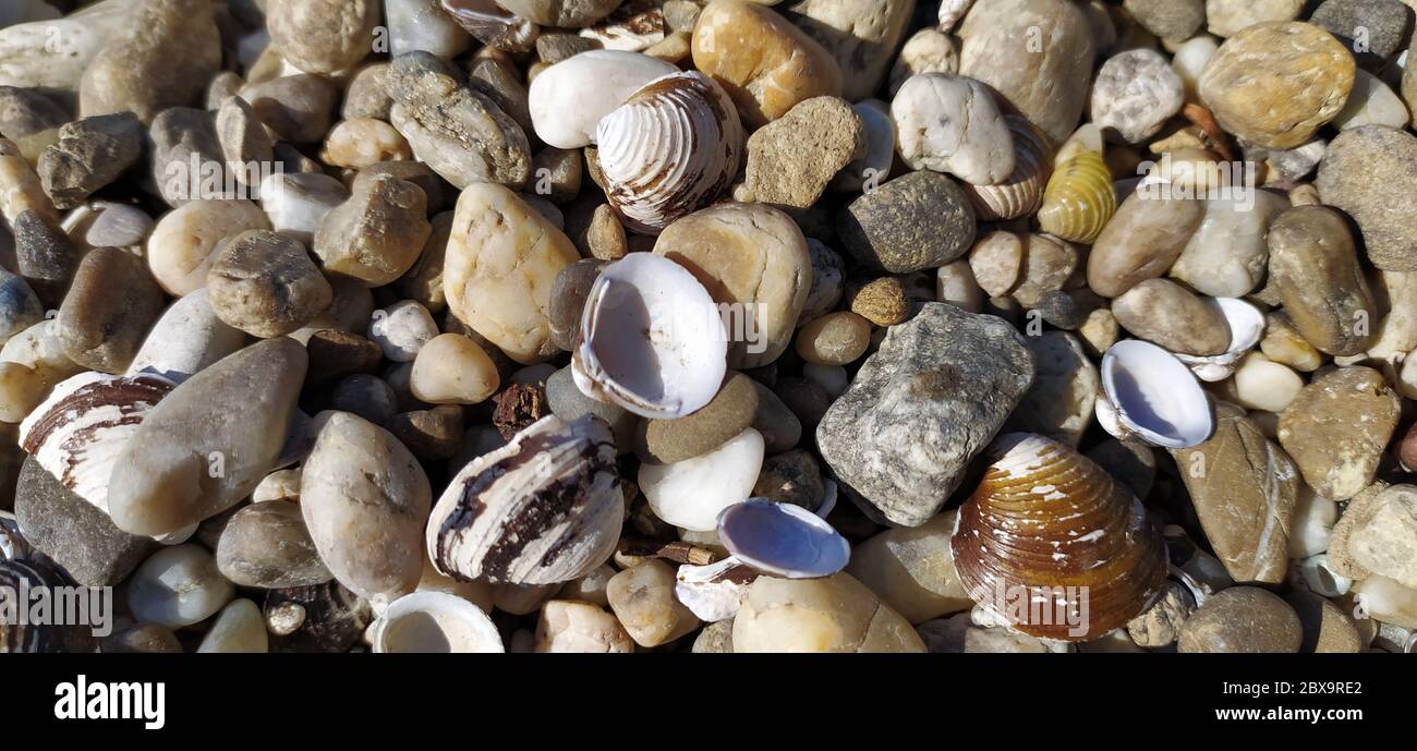 Shell background. Colorful shells on sand beach. Multi-colored shells ...
