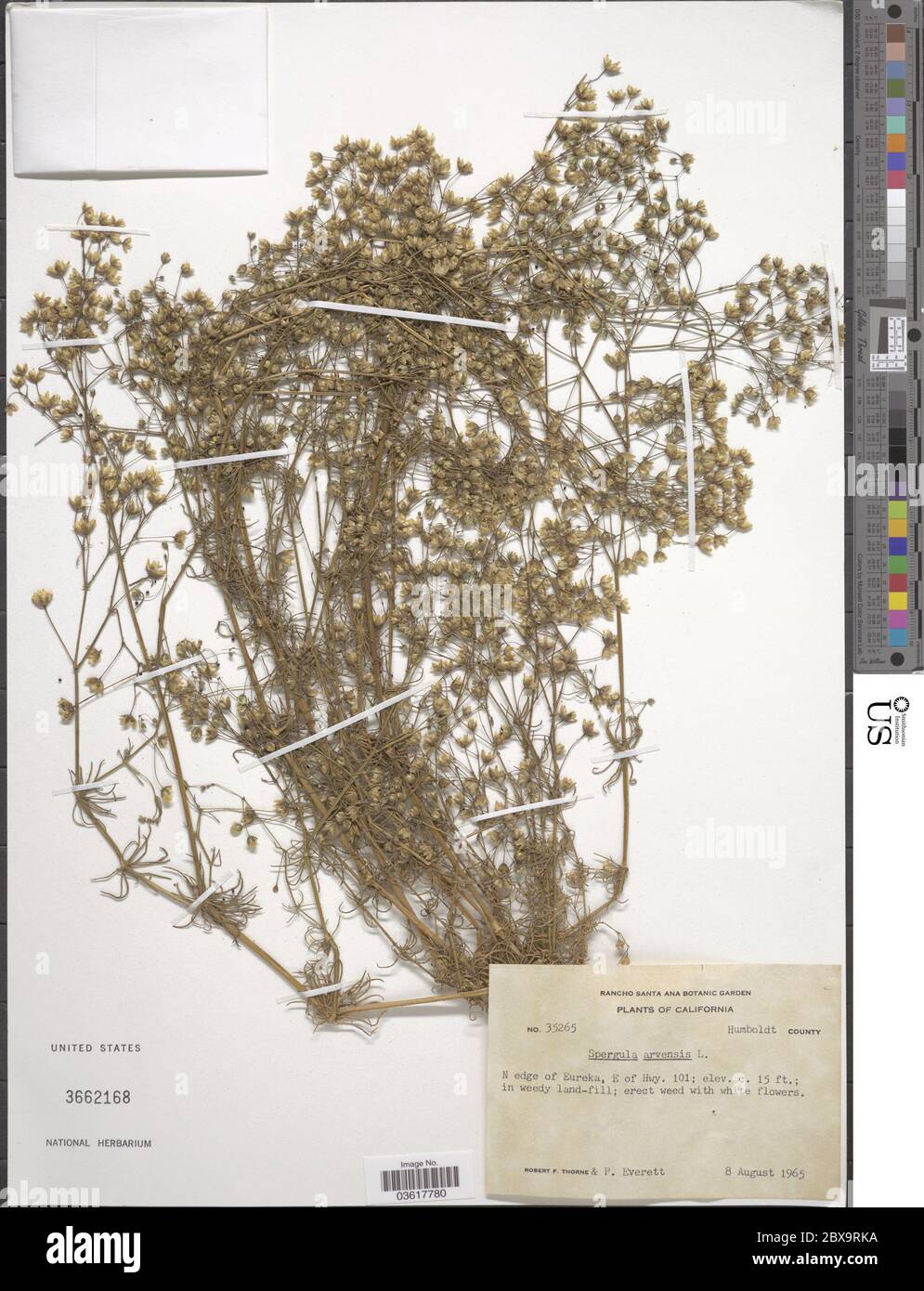 Spergula arvensis hi-res stock photography and images - Alamy