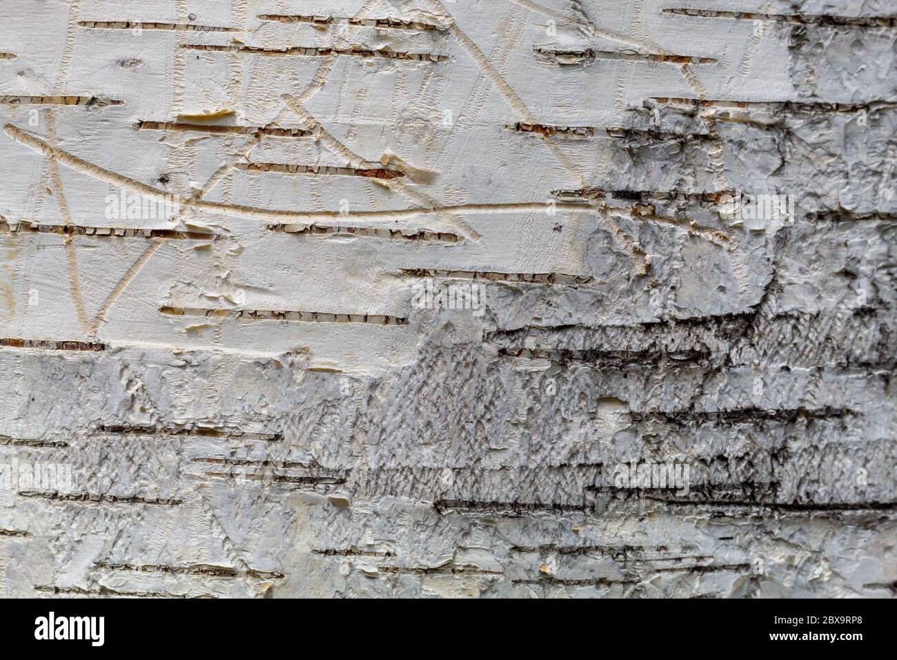 Birch Tree Bark Texture Close Up. Texture Useful For Background Image ...