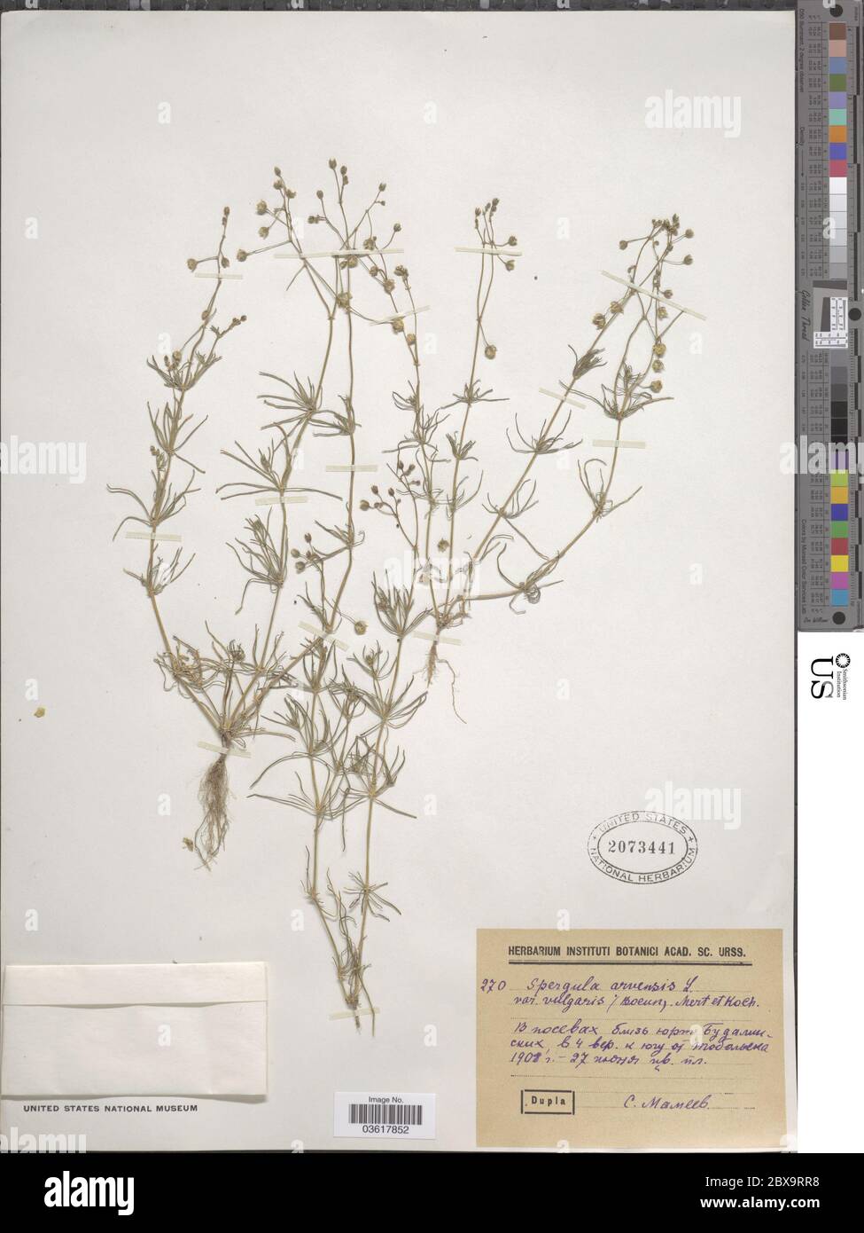 Spergula arvensis hi-res stock photography and images - Alamy