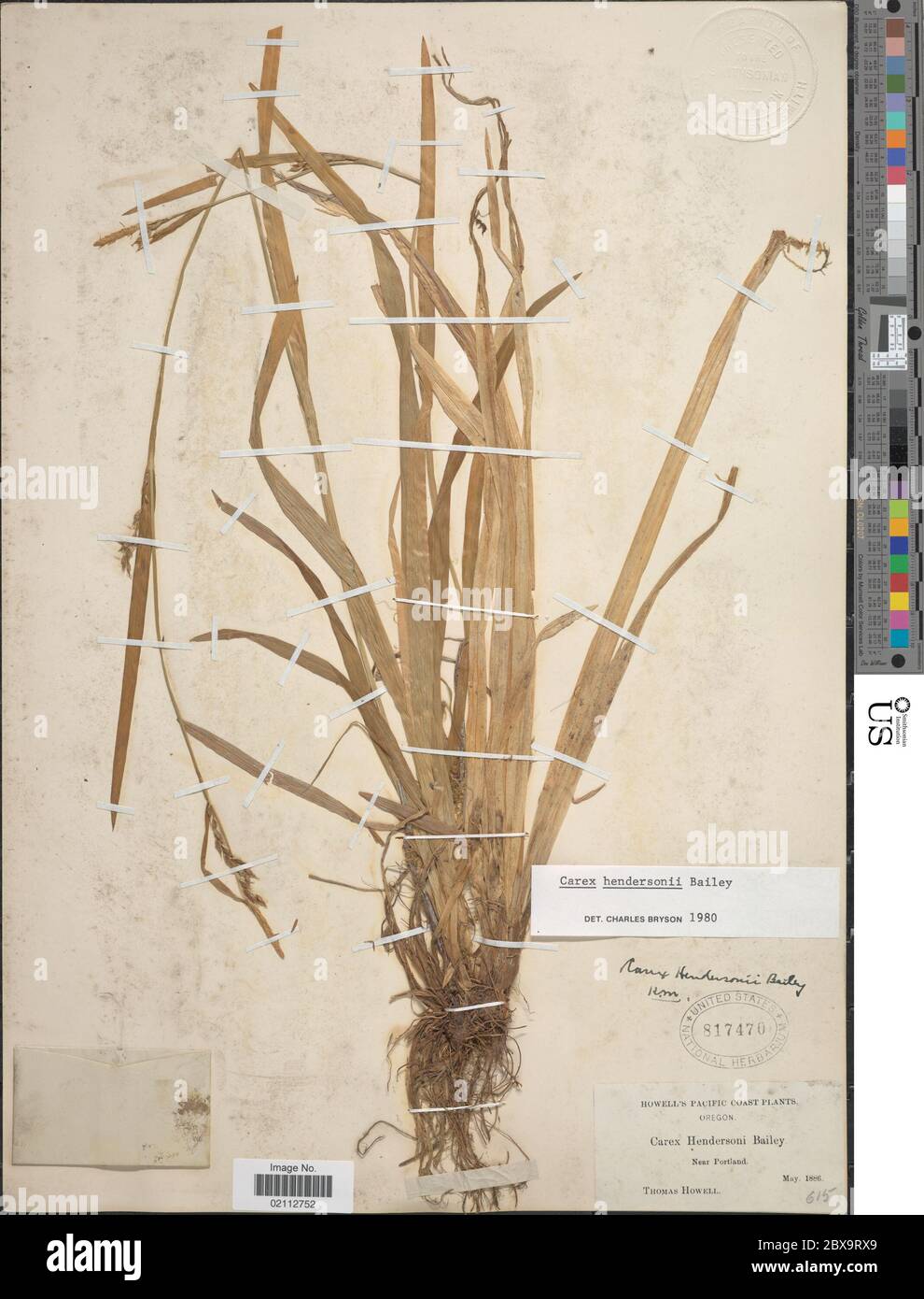 Carex hendersonii LH Bailey Carex hendersonii LH Bailey Stock Photo - Alamy